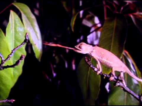 Chameleon's french kiss, Rate My Science