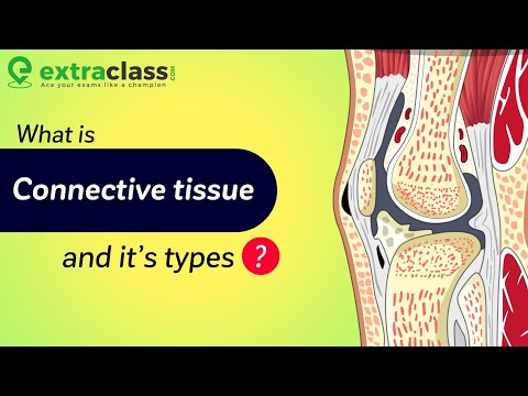 What is Connective Tissue And It’s types? | Biology | Extraclass.com