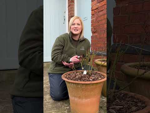Pruning roses with new growth by David Austin Roses