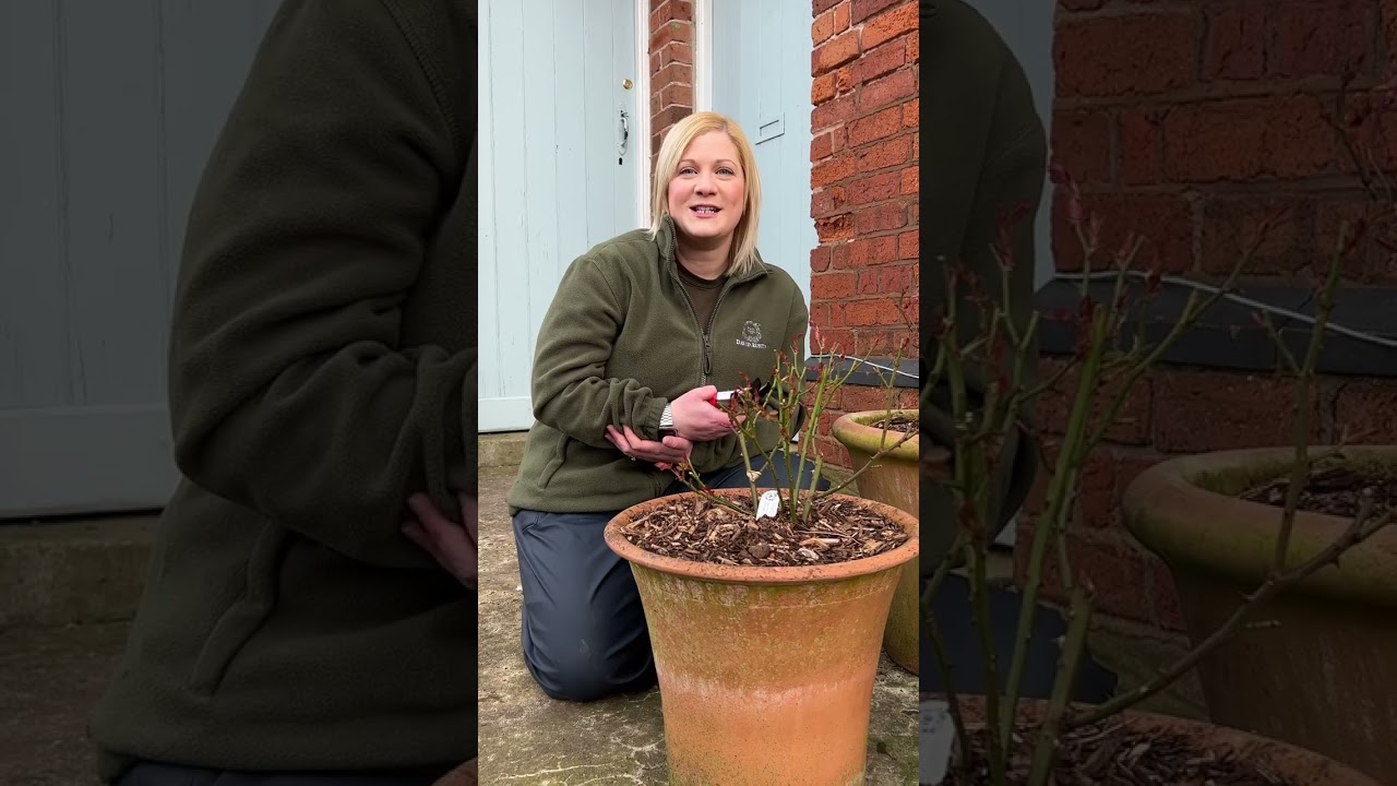 Pruning roses with new growth by David Austin Roses
