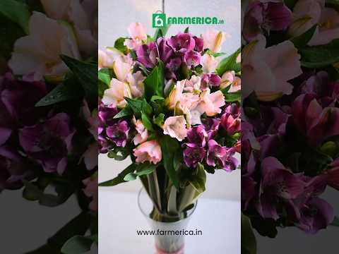 💐The Power of Alstroemeria: Symbols of Friendship, Love, and Strength.