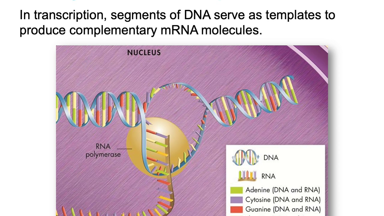 14-1 RNA PPT