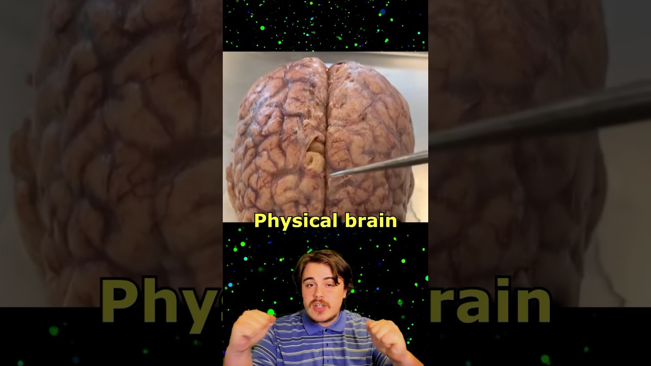 The Split Brain Experiment 🧠