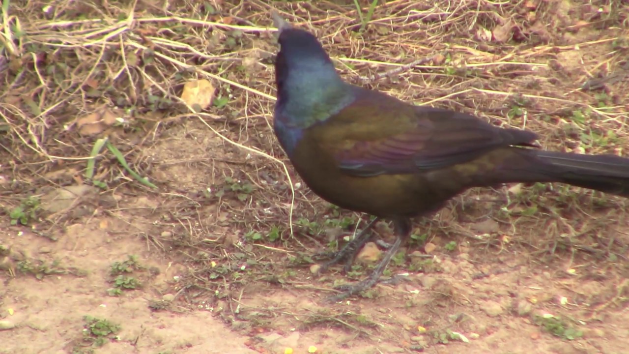 A Birding Minute: The Common Grackle