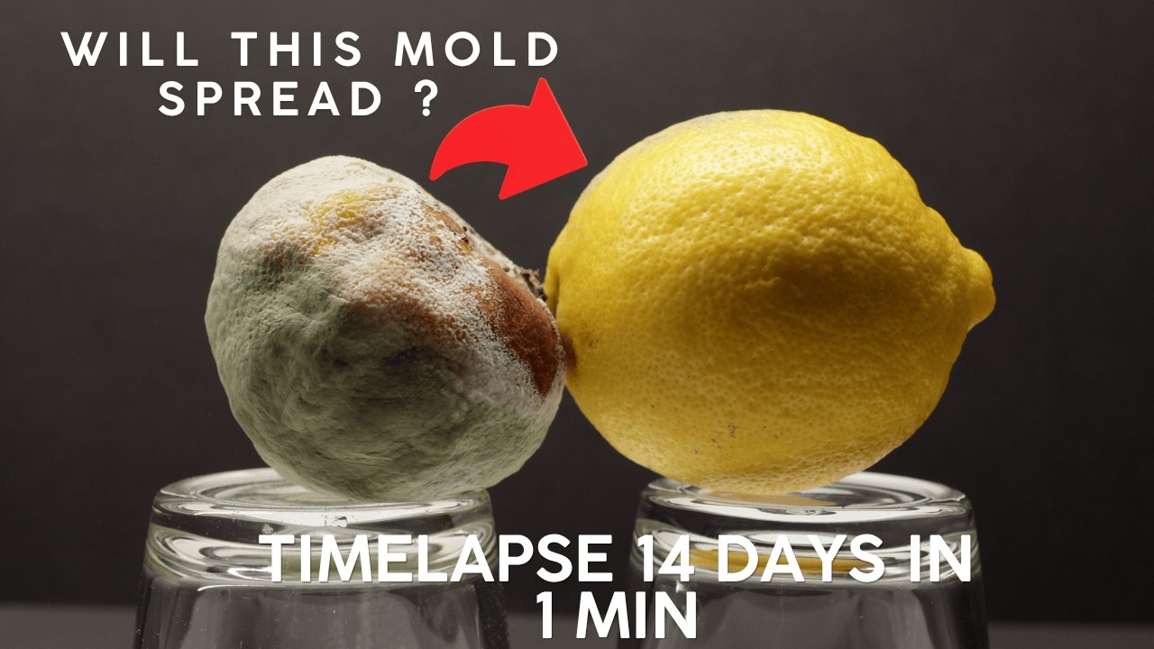 Can Mold Spread Between Lemons? 🍋 Gross Timelapse Experiment