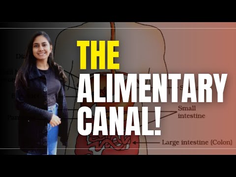 Alimentary Canal in Hindi | What is Alimentary Canal?