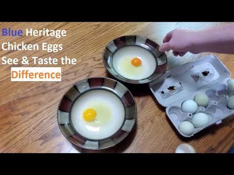 Blue Heritage Chicken Eggs, what is the difference?