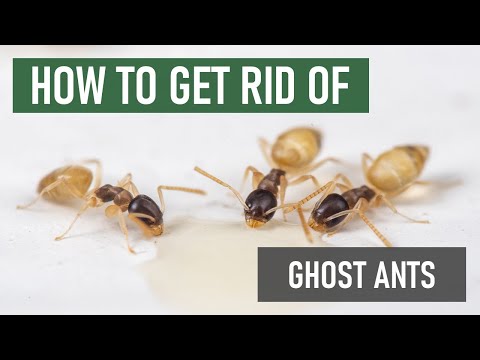 How to Get Rid of Ghost Ants [Tiny Little Ants Seen in Kitchens & Elsewhere]