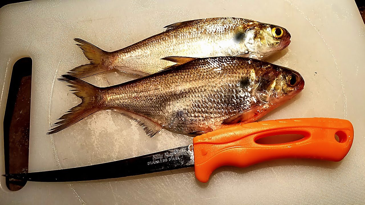 SHAD Catch And Cook?!?!? Trash Or Delicious?!?