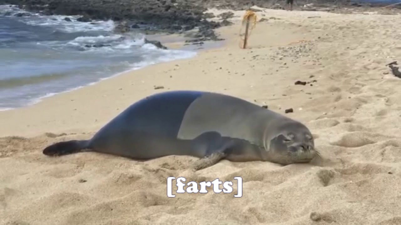 Compilation of T H I C C seals