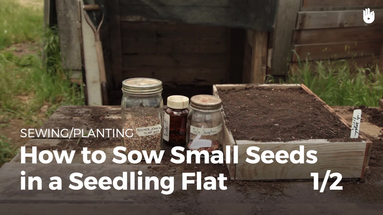 How to grow small seeds in a tray or flat, part 1 - Grow an Organic ...