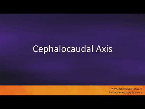 Pronunciation of the word(s) "Cephalocaudal Axis".