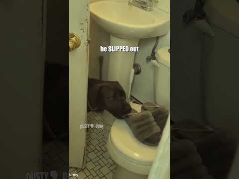 🐕 Mashup 107 Extended Edition #shorts