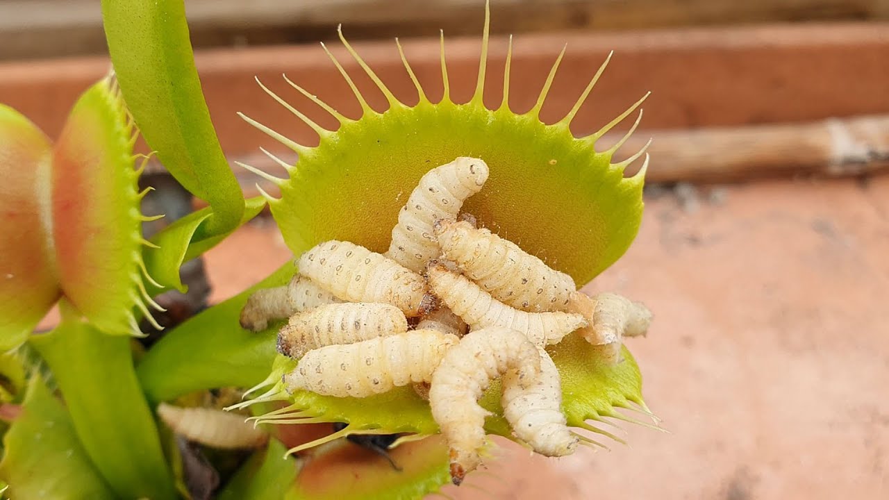 Worms get SQUASHED by a large Venus Flytrap