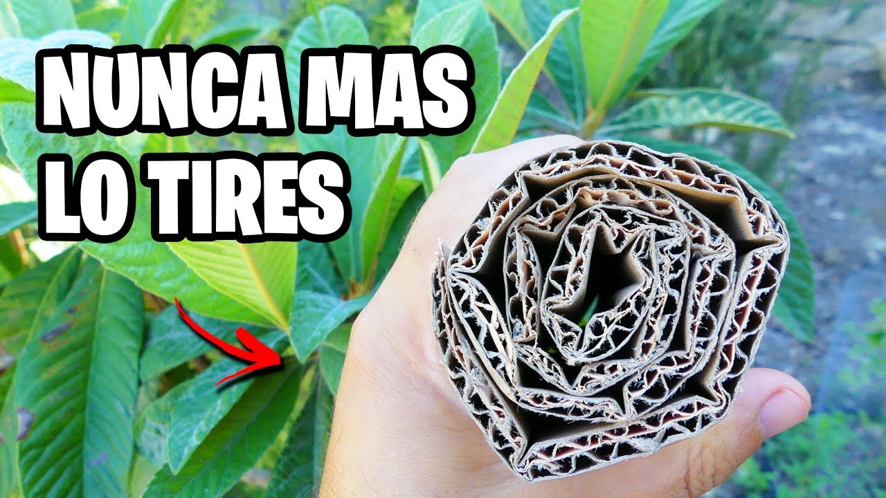 7 increíbles usos del cartón en el huerto y jardín | Plantas
