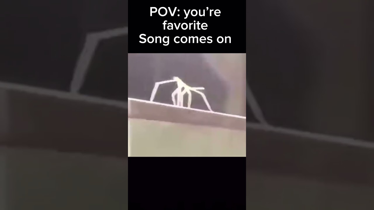 #funny #stickbug #dance