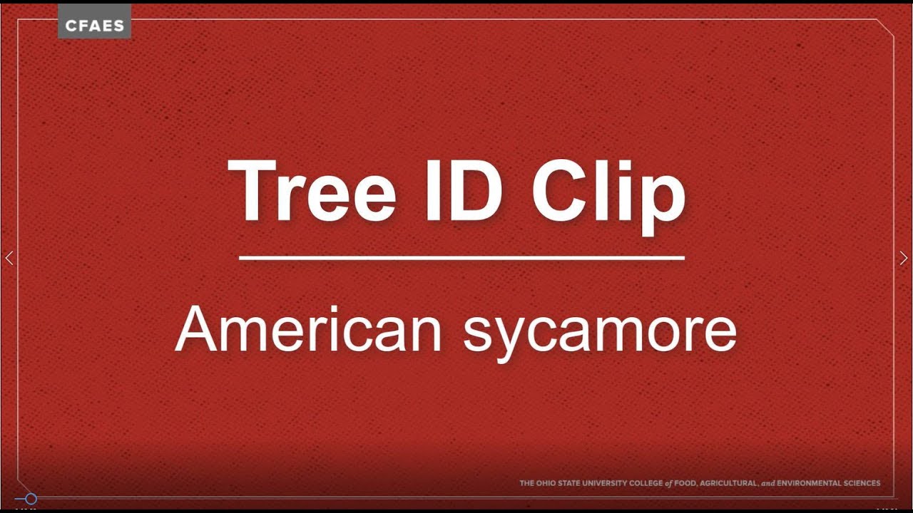 Tree ID Clip: American sycamore