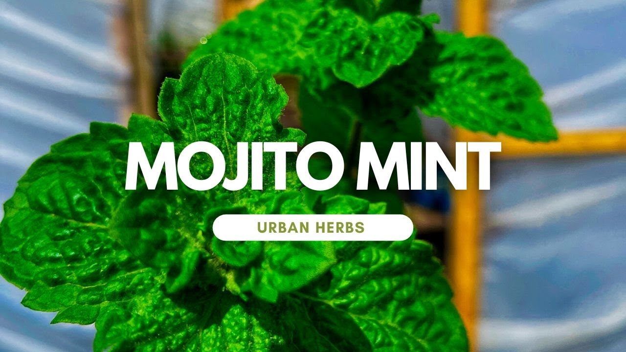 Introducing: Mojito Mint