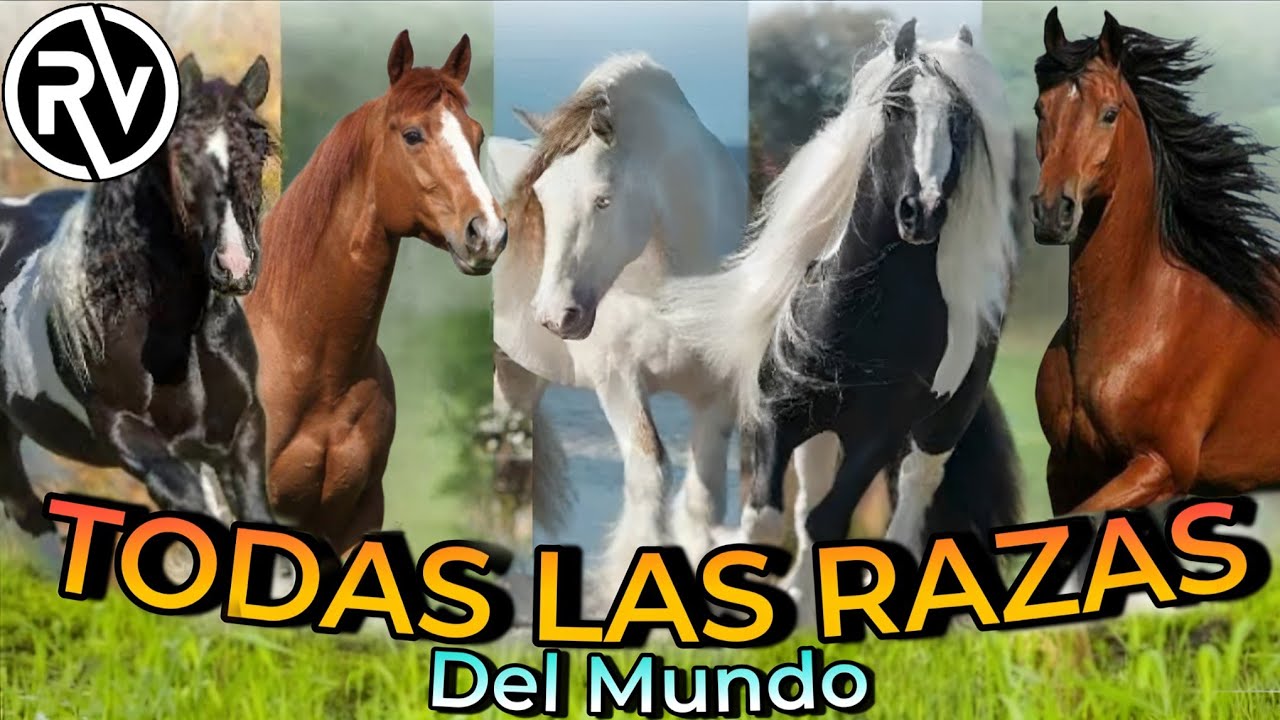Discover ALL the Horse Breeds in the World! - Official Video