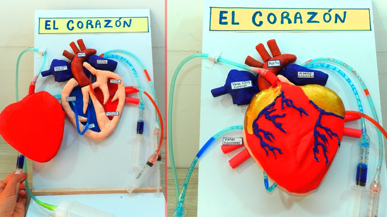 MAQUETA DEL CORAZÓN con simulación de movimientos