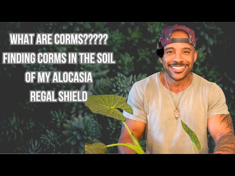Repotting My Neglected Alocasia Regal Shield + Found Surprise Corms! 🌿