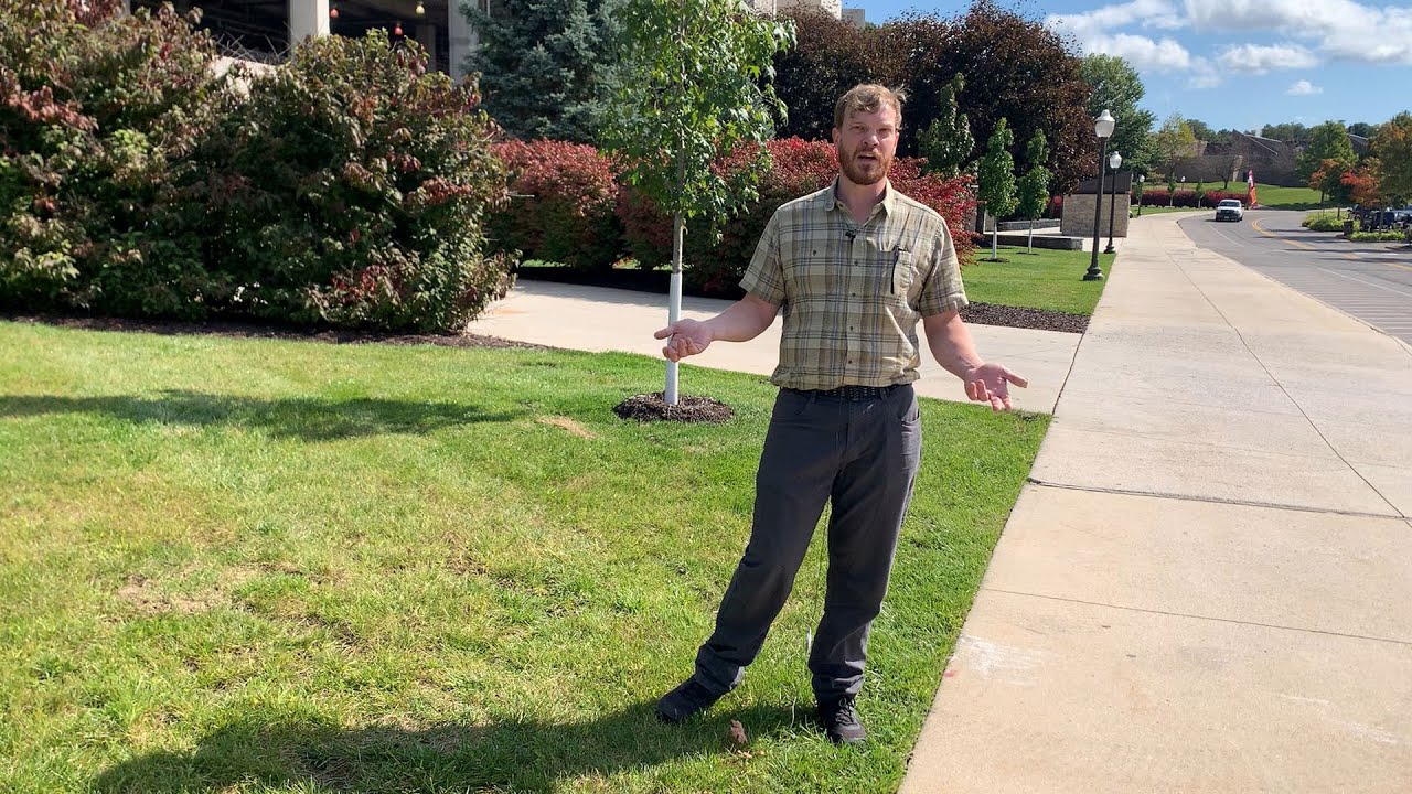 Fifteen Minutes in the Forest: Managing Virginia Tech's Urban Forest