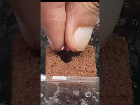 Easily Germinate Lettuce in oasis cubes! #hydroponics #lettuce #gardening