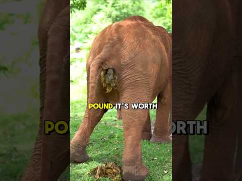 🐘 The Secret to $500 Coffee! ☕💸#facts #foodfacts #coffee #coffeelover #factshorts #elephant