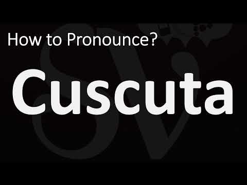 How to Pronounce Cuscuta? (CORRECTLY)