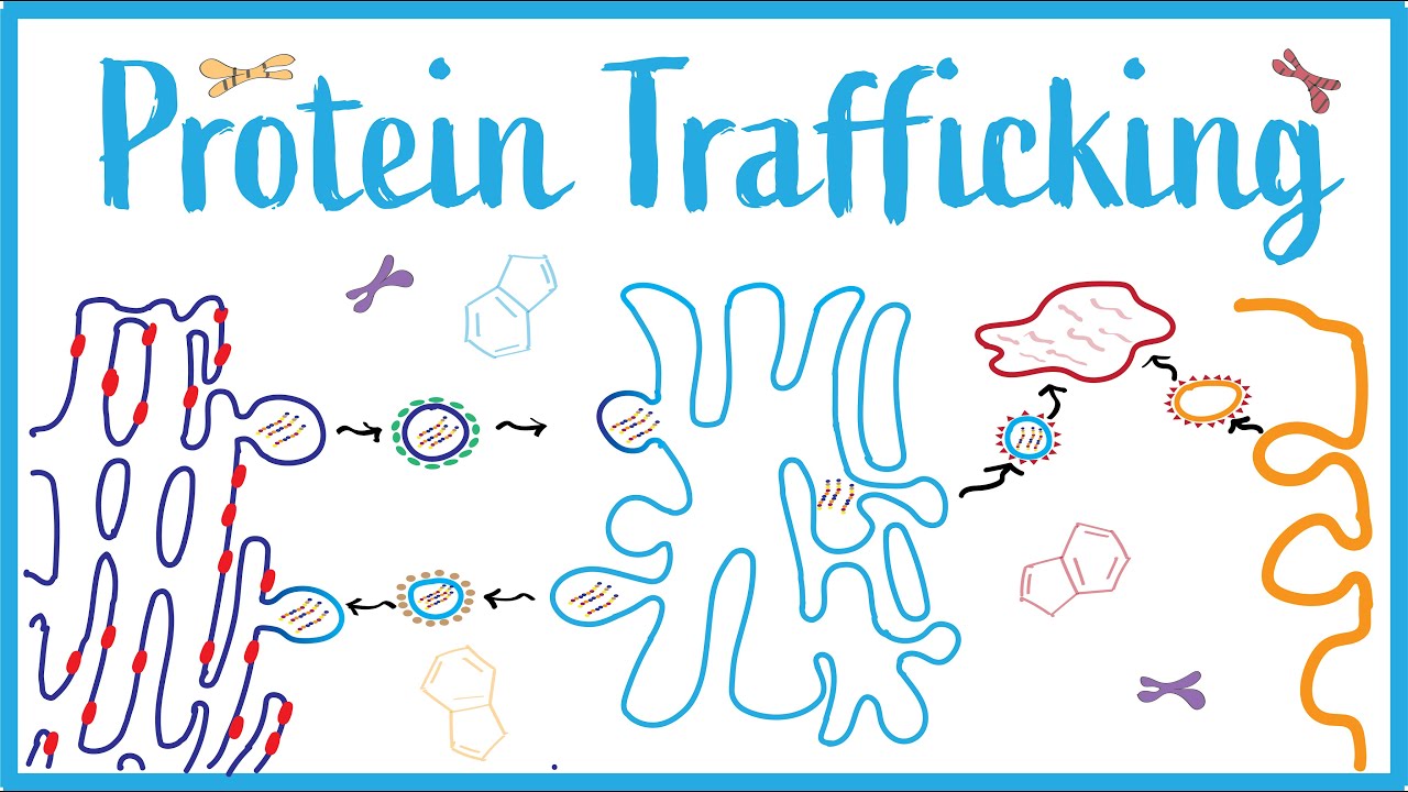 Protein Trafficking, I-Cell Disease, Clathrin, Vesicular Transport & Protein Modifications