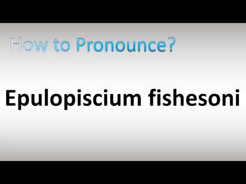 How to Pronounce Epulopiscium fishesoni
