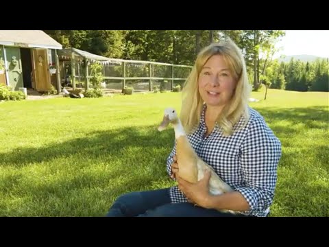 Meet my Indian Runner Ducks