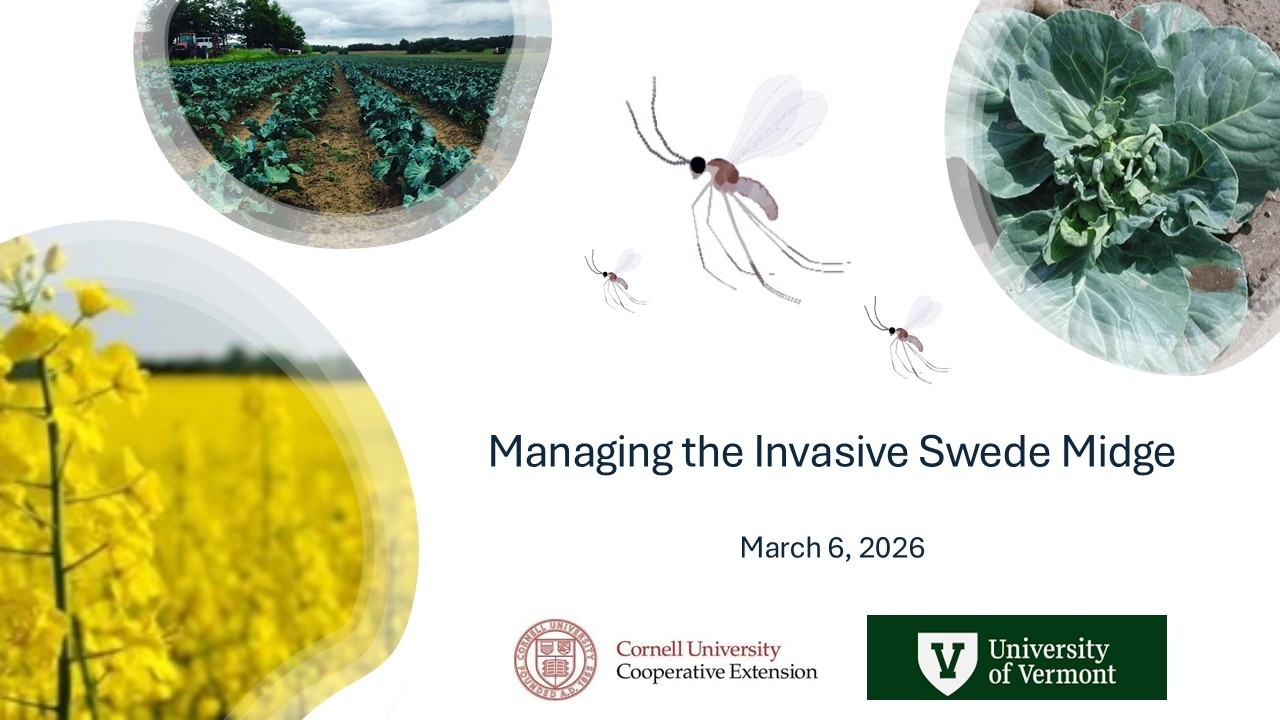 Swede Midge Grower Webinar March 6, 2026