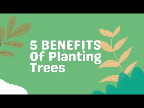 5 BENEFITS Of Planting Trees