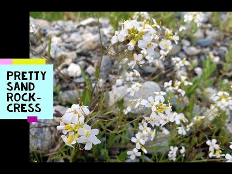 Blossoming Sand Rock-Cress (Arabidopsis arenosa)