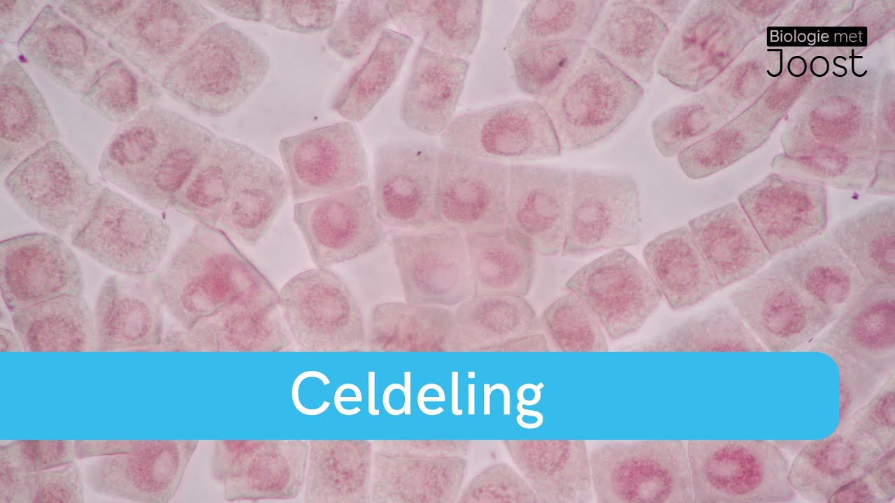 Cell division | Normal cell division and reduction division | Mitosis and meiosis | Summary