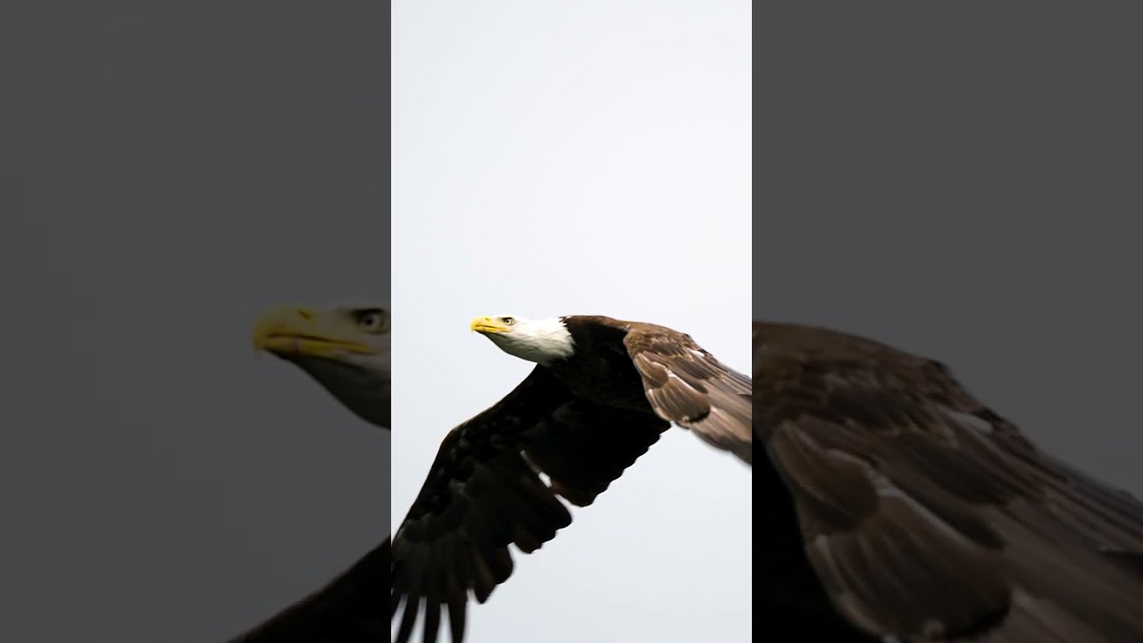 Eagle soaring through the air!