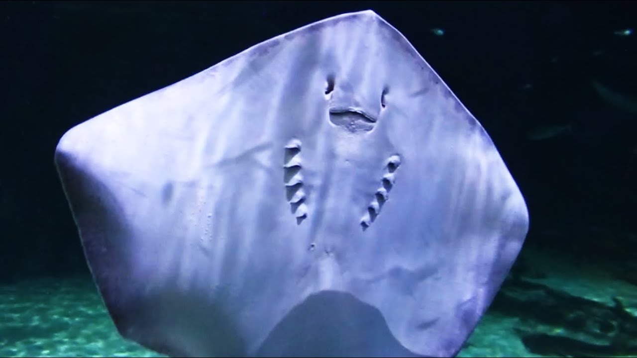 Happy Stingray
