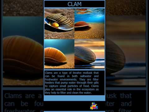 Clam Facts: Filter-feeding Powerhouse! - Animal Adventure Ave.