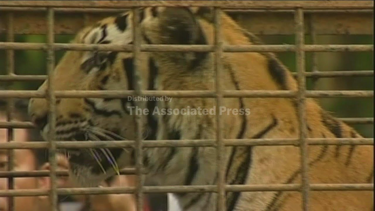 Thai police arrest suspected tiger trafficker