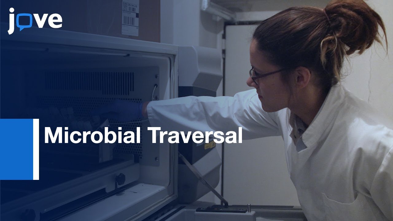 Microbial Traversal to analyze Blood Brain barrier permeability | Protocol Preview