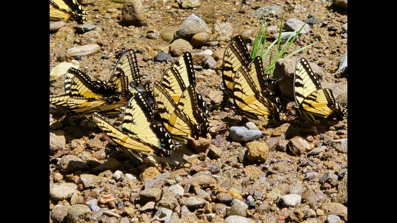 Tiger Swallowtail Butterflies