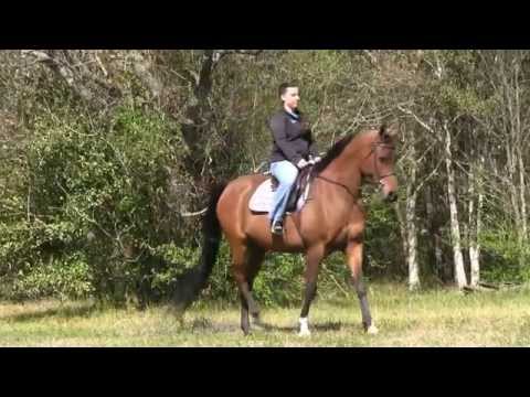 Welcome to Bay Area Equestrian Center of Texas