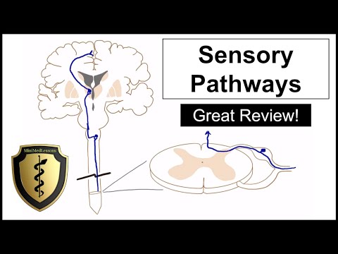 The Sensory Pathways - A Review of the Spinothalamic and Dorsal Column Tracts!