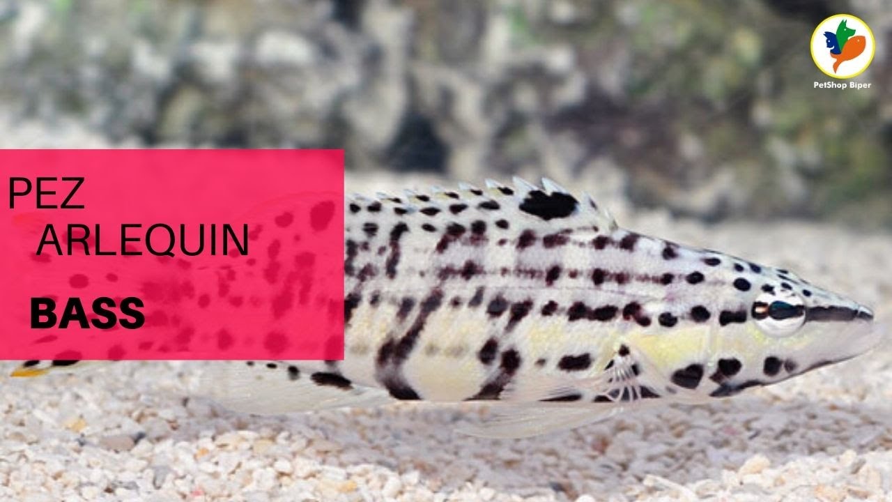 Arlequin Bass  -  Serranus tigrinus  - Pez Marino