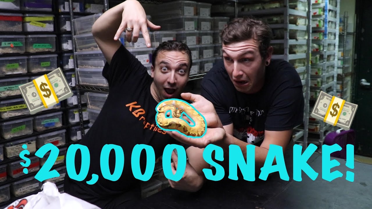 Ball Python Morph Gods...