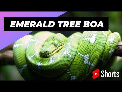 Emerald Tree Boa ๐ One Of The Most Beautiful Snakes In The World #shorts #emeraldboa #snake