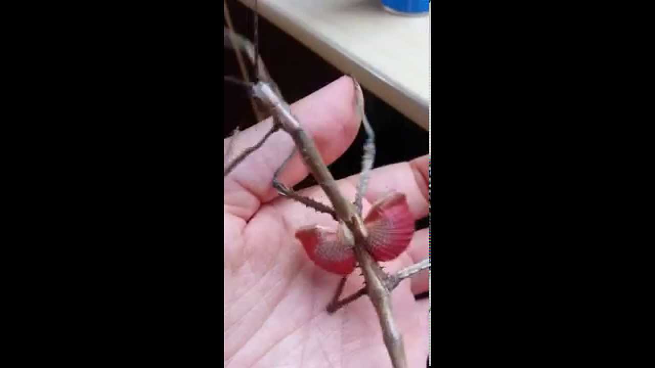 Angry stick insect