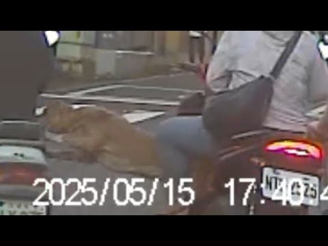 毛小孩好奇無限（車號 : NTU-2525） | WoWtchout - 地圖型行車影像分享平台