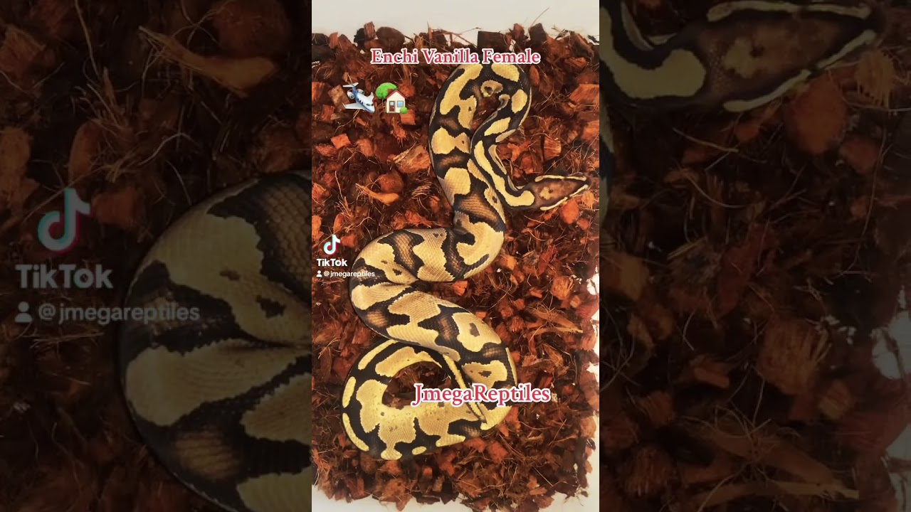 Enchi Vanilla Female Ball Python  2024’